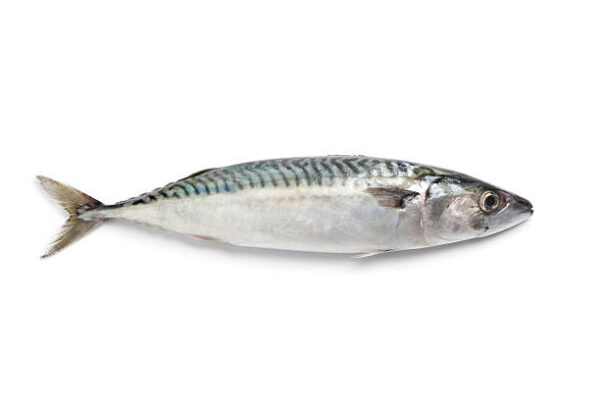 Blue mackerel / English mackerel – (Scomber australasicus) | VISTA ...